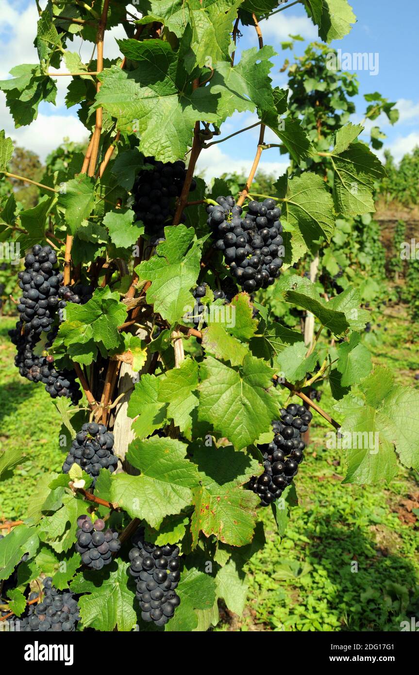 Common grape vines Stock Photo - Alamy