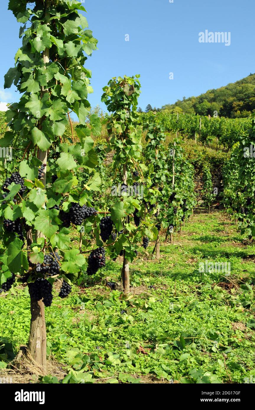 Common grape vines Stock Photo - Alamy