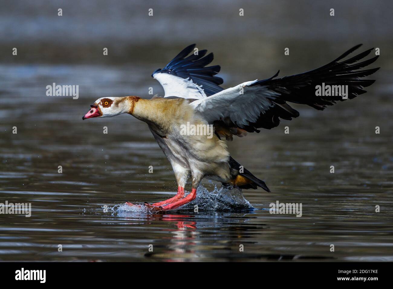 Nilgans (Alopochen aegyptiacus) landend Stock Photo - Alamy