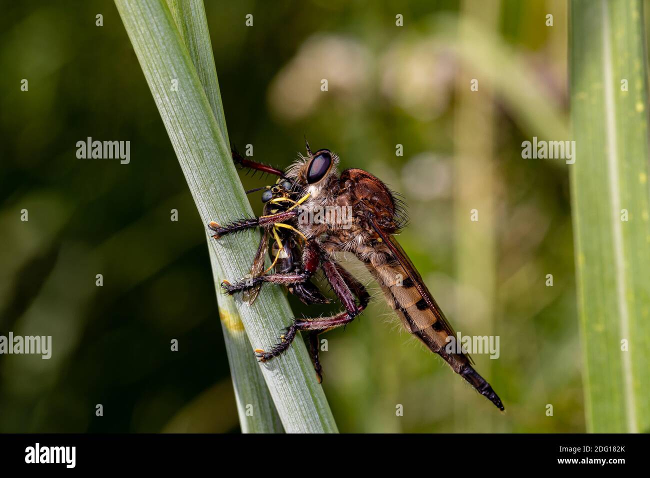 Fly eating plant hi-res stock photography and images - Alamy