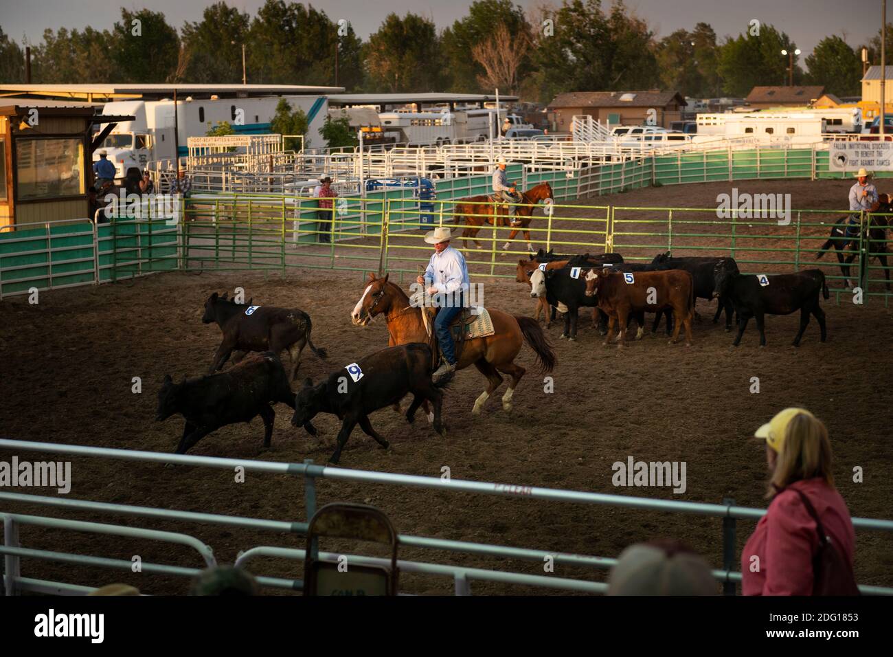 Roping cattle hi-res stock photography and images - Alamy