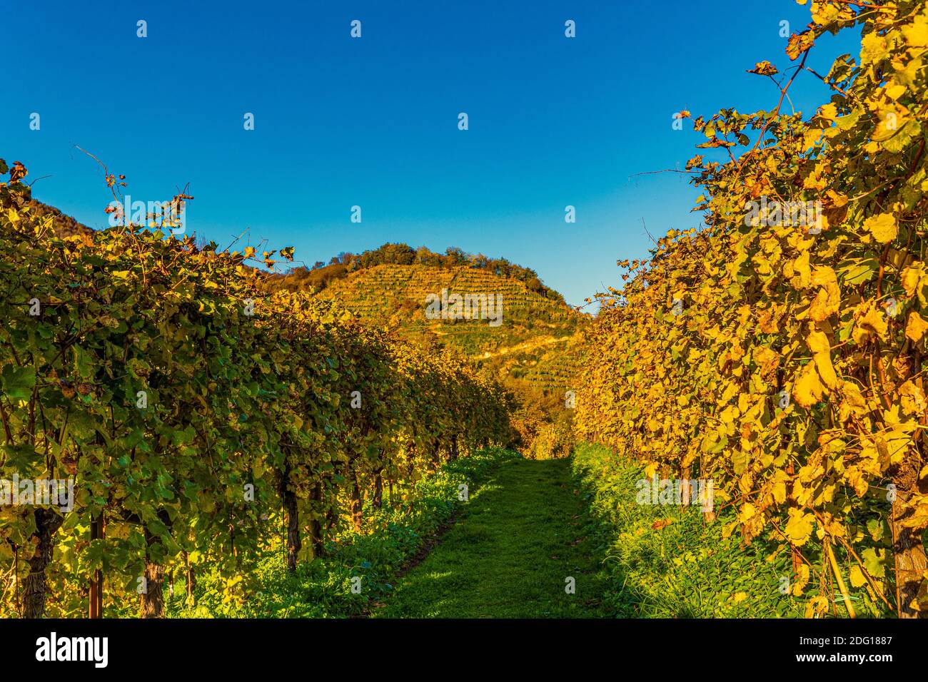 Italy Vento - Farra di Soligo - Vineyards Stock Photo - Alamy