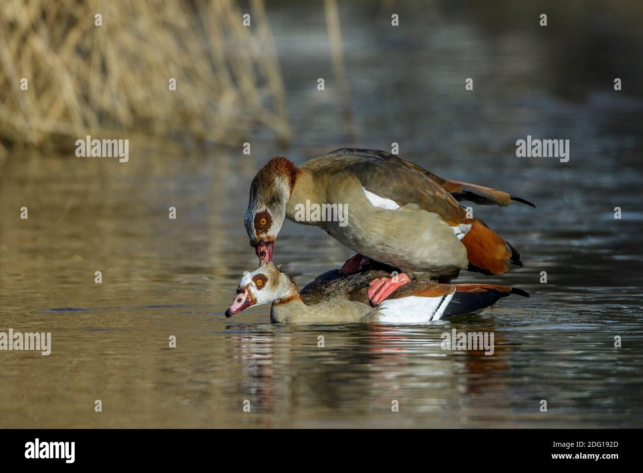 Nilgans (Alopochen aegyptiacus Stock Photo - Alamy