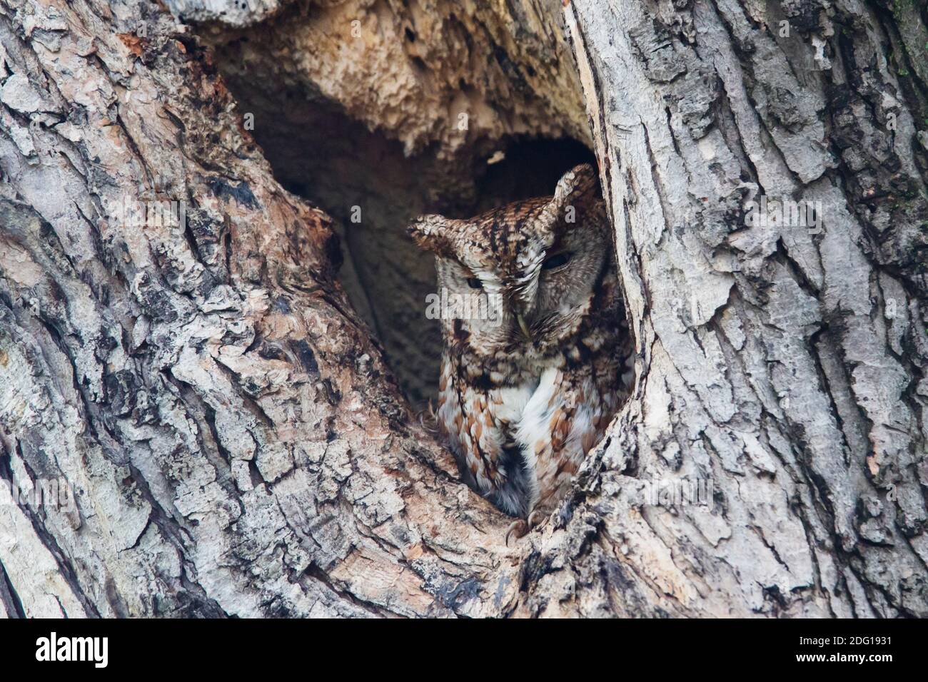 Camouflage of the eastern screech owl (Megascops asio Stock Photo - Alamy