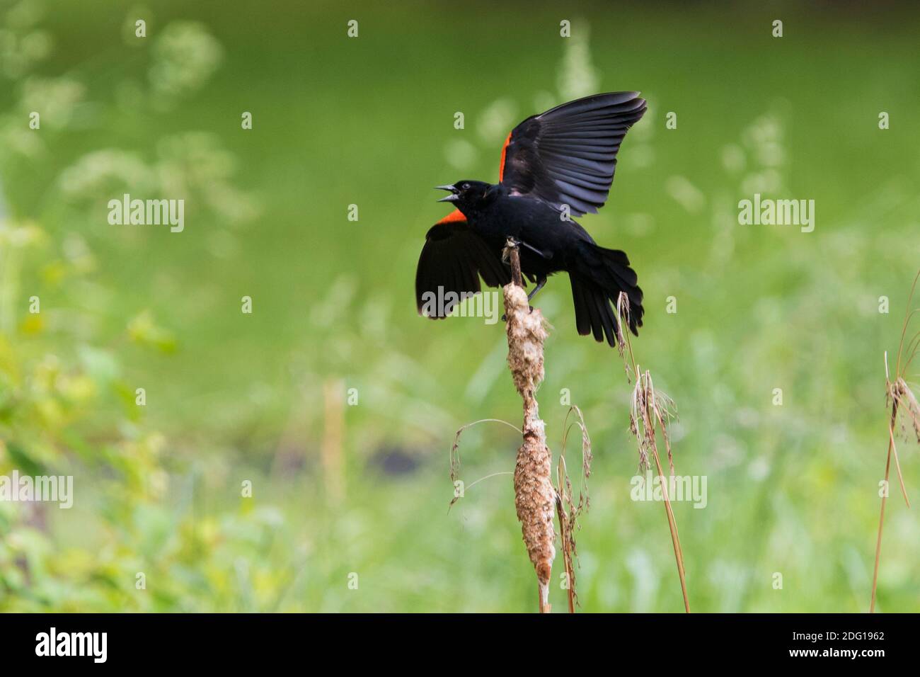 Red-winged Blackbird singing in spring Stock Photo - Alamy