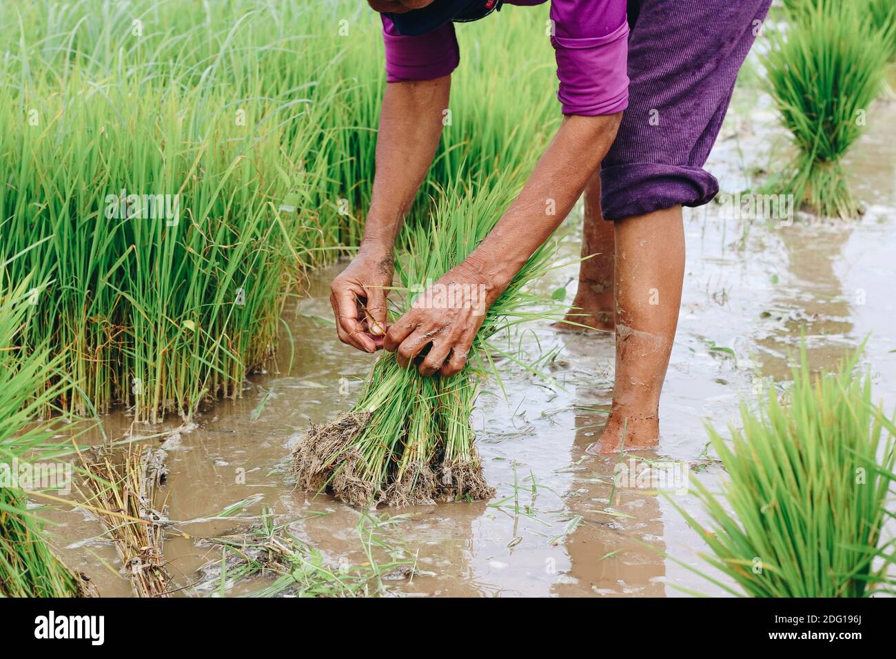Asian farmer harvesting rice plant for transplant rice seedlings in the ...
