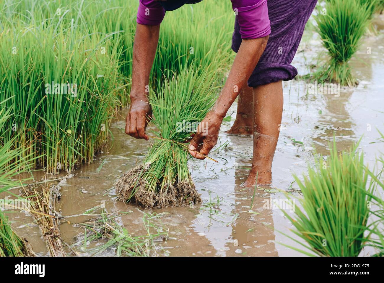 Asian farmer harvesting rice plant for transplant rice seedlings in the ...