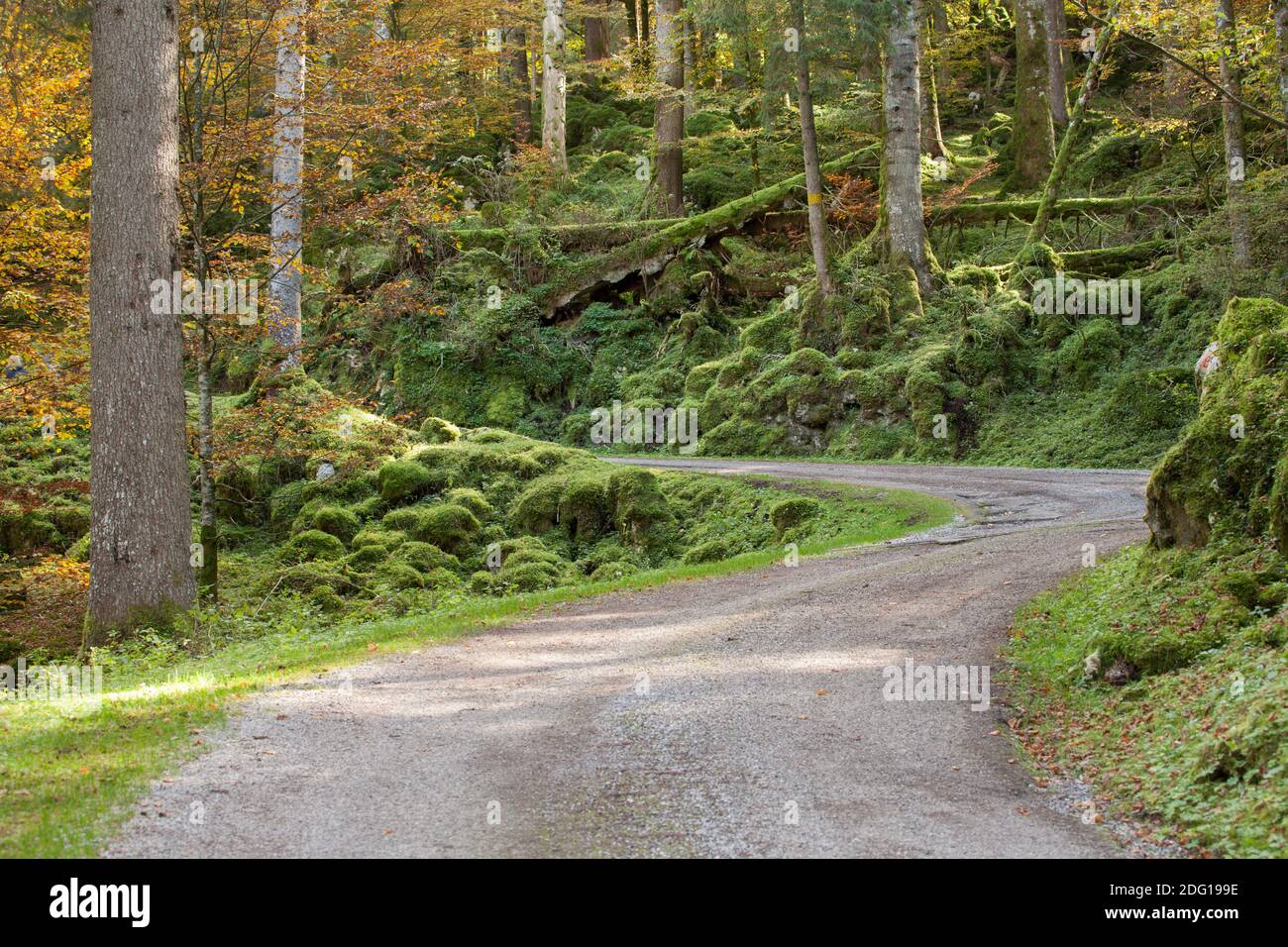 foliage inside an Italian forest at fall Stock Photo - Alamy