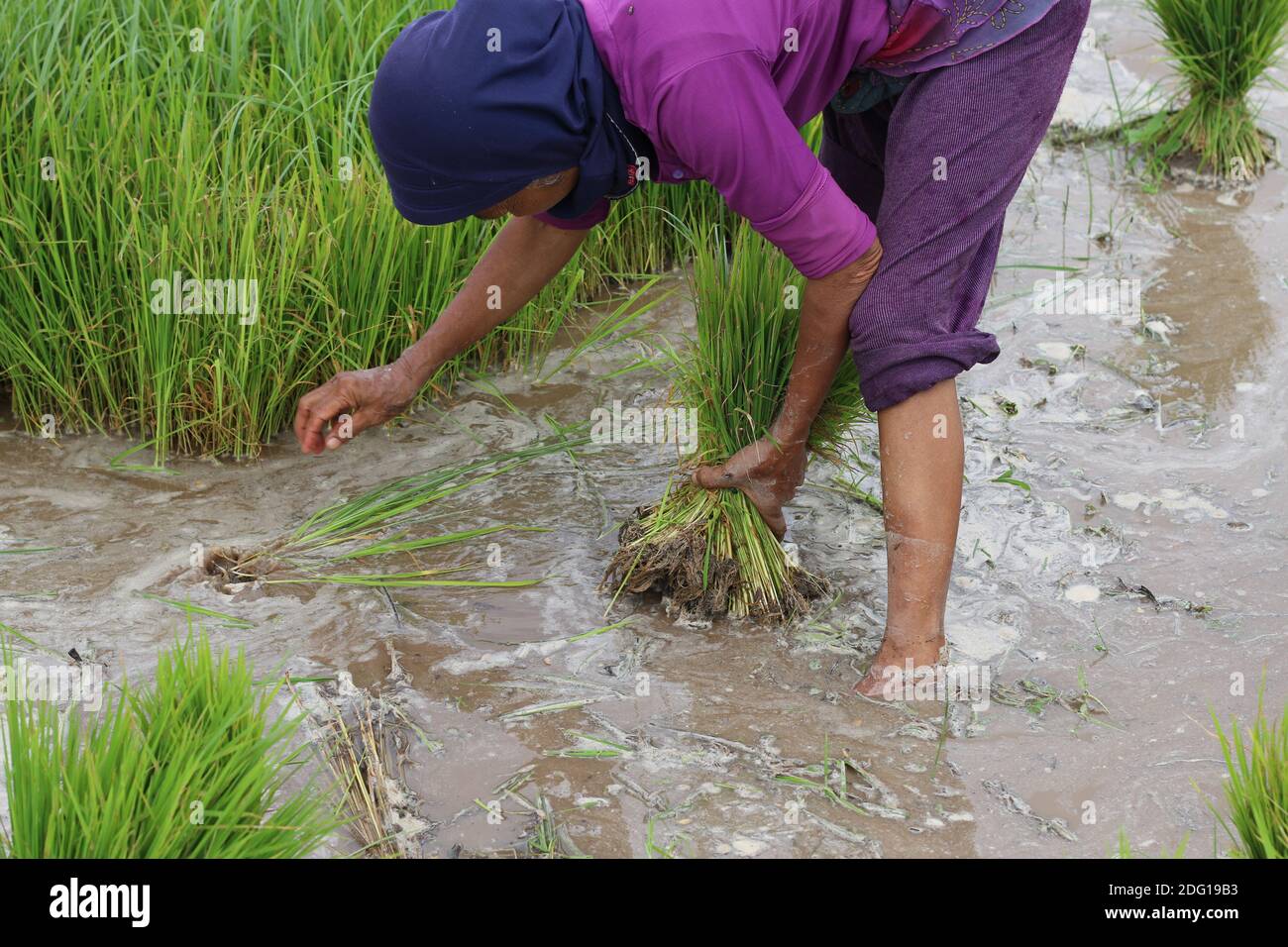 Asian farmer harvesting rice plant for transplant rice seedlings in the ...