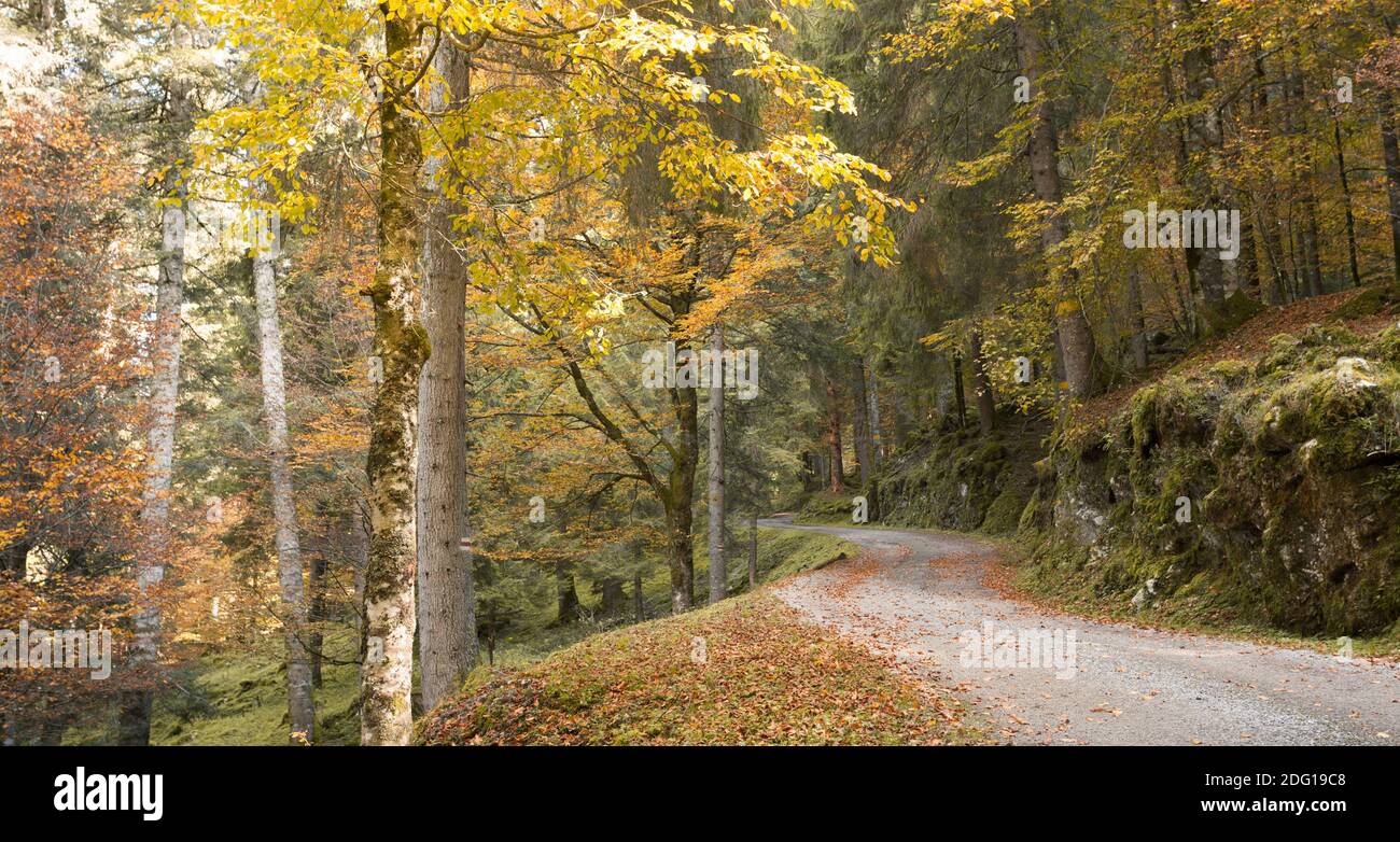foliage inside an Italian forest at fall Stock Photo - Alamy