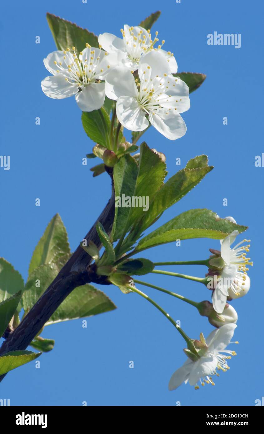 Cherryflower hi-res stock photography and images - Alamy