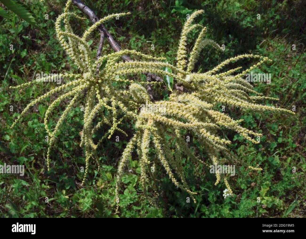 Flower nut hi-res stock photography and images - Alamy
