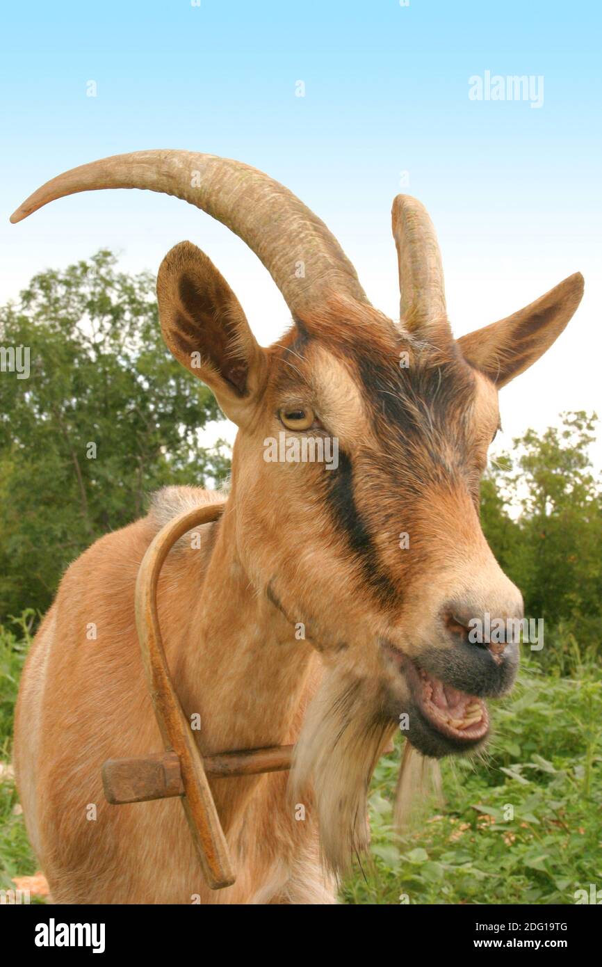 Goat face hi-res stock photography and images - Alamy