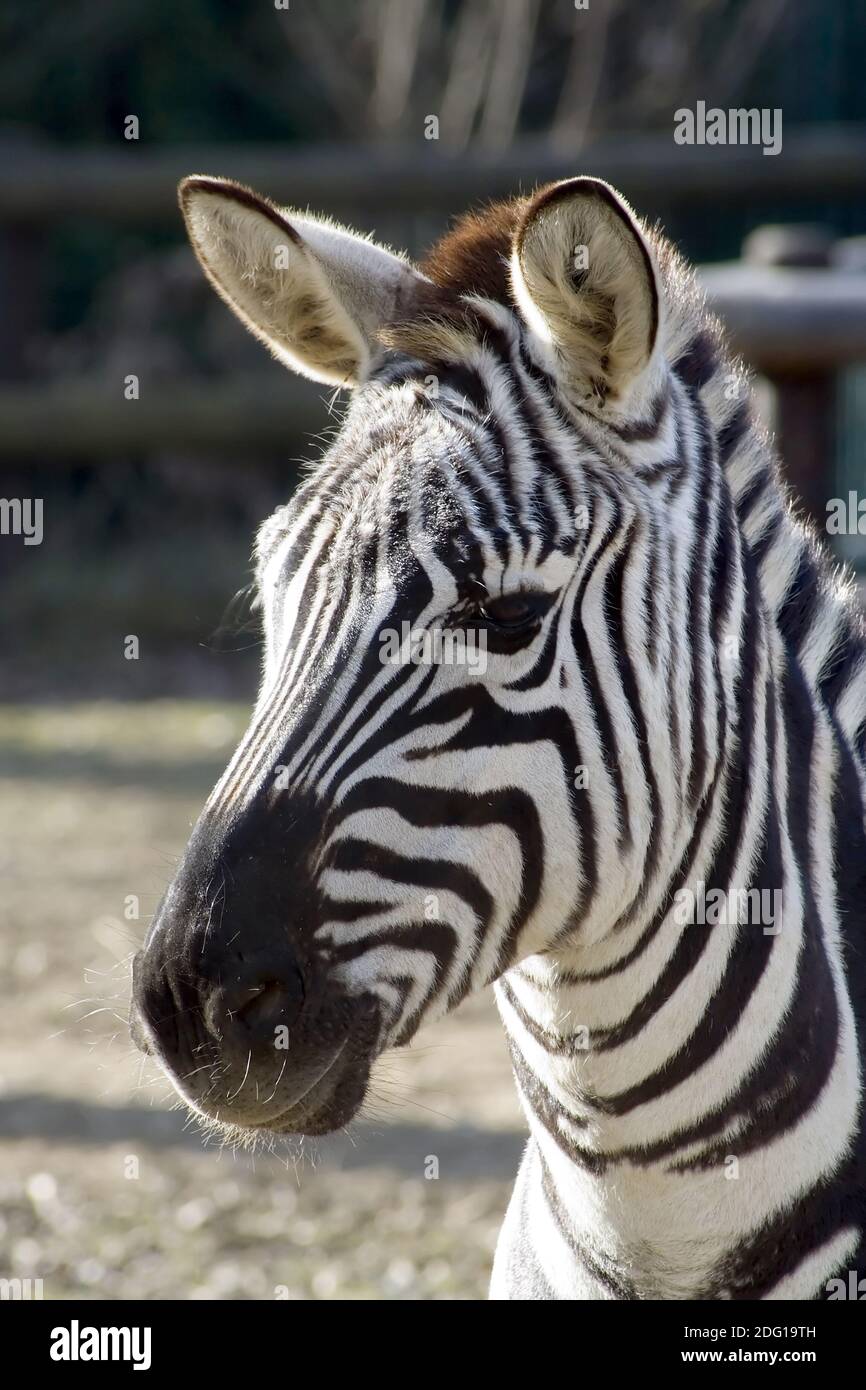 Zebra abstract zebra hi-res stock photography and images - Alamy