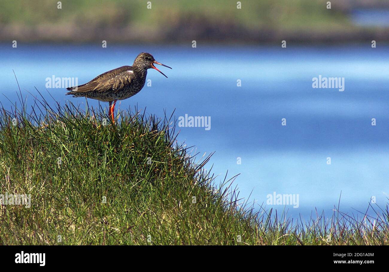 Red Shank Bird High Resolution Stock Photography and Images - Alamy