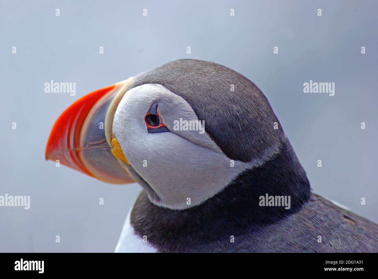 Puffin pose hi-res stock photography and images - Alamy