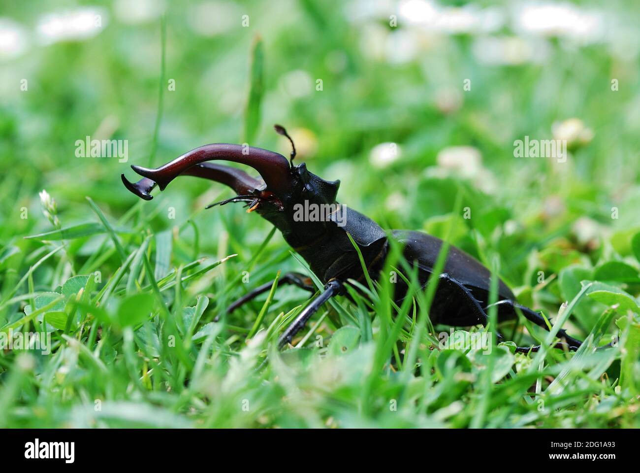 Stag beetle with big antlers in high grass Stock Photo - Alamy