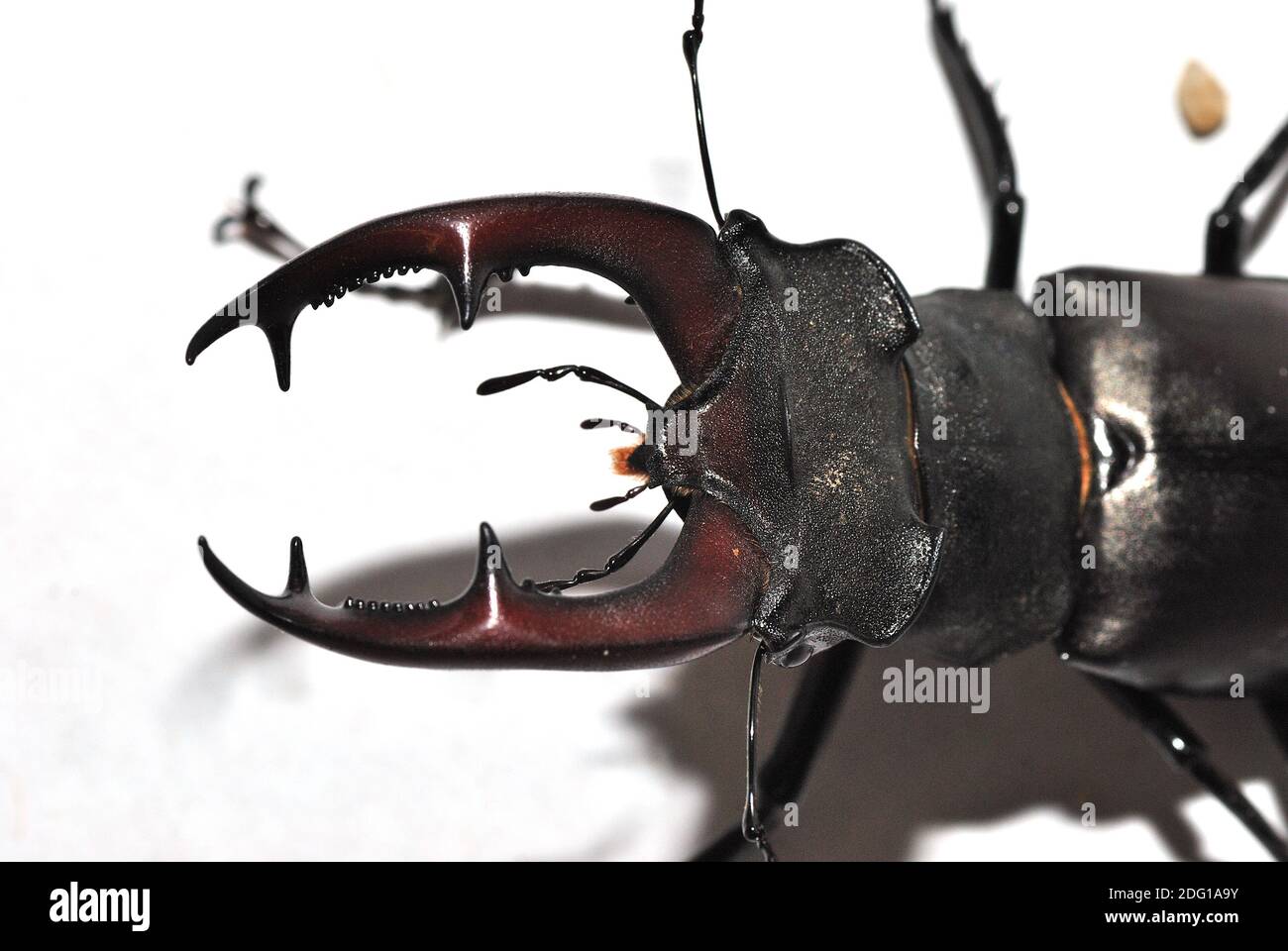 Large view of a stag beetle with large antlers Stock Photo - Alamy