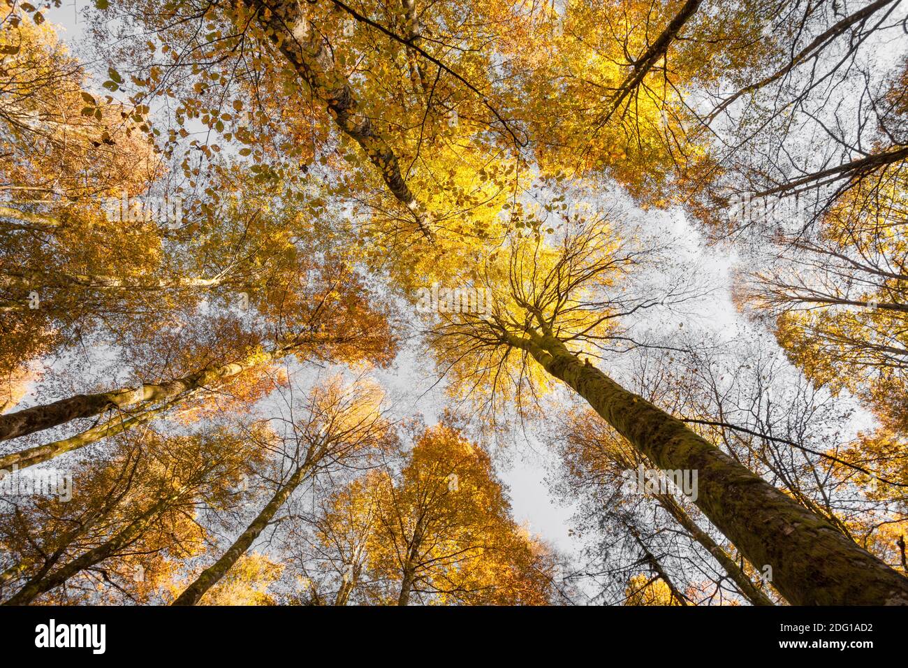 foliage inside an Italian forest at fall Stock Photo - Alamy