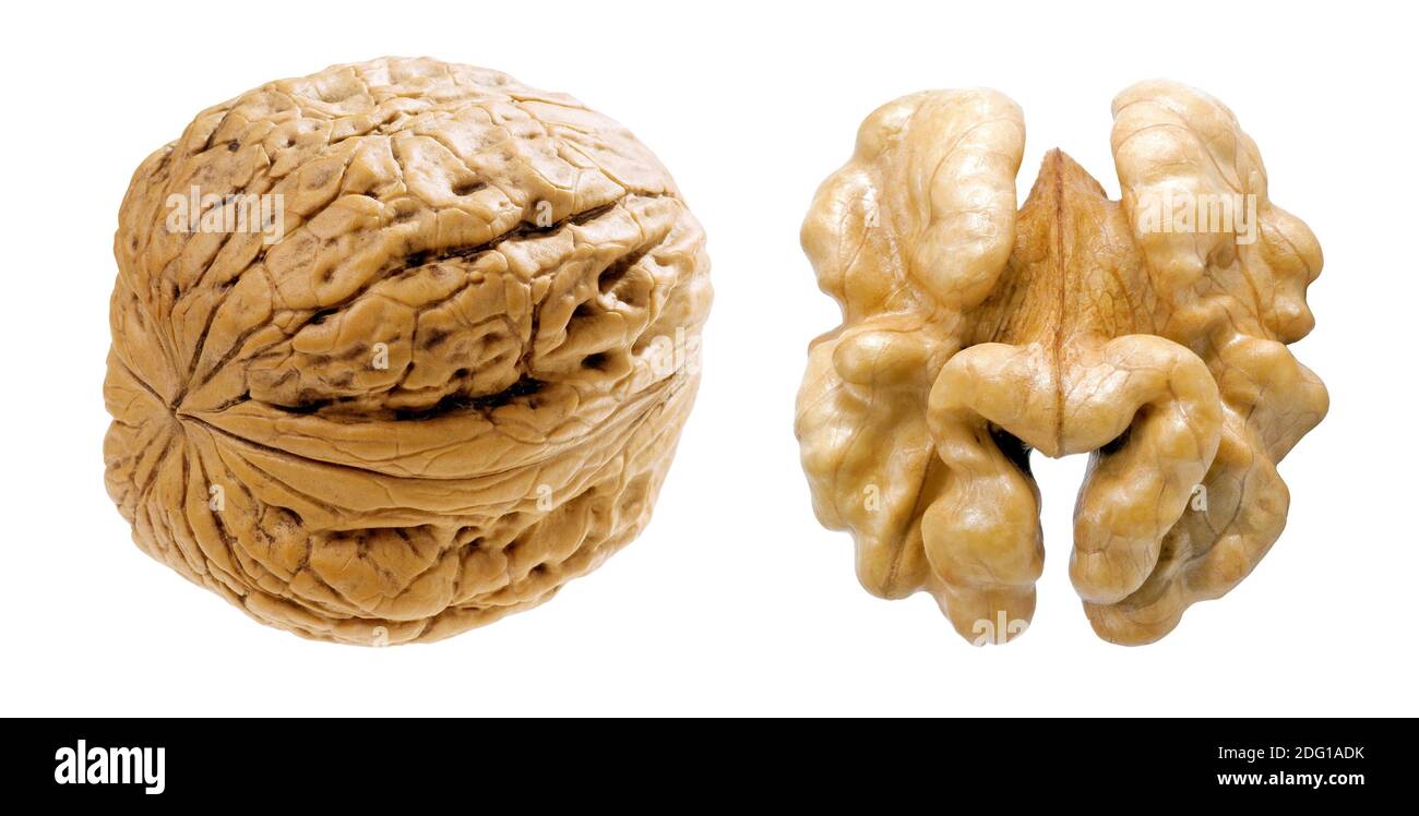 Walnut brain Cut Out Stock Images & Pictures - Alamy