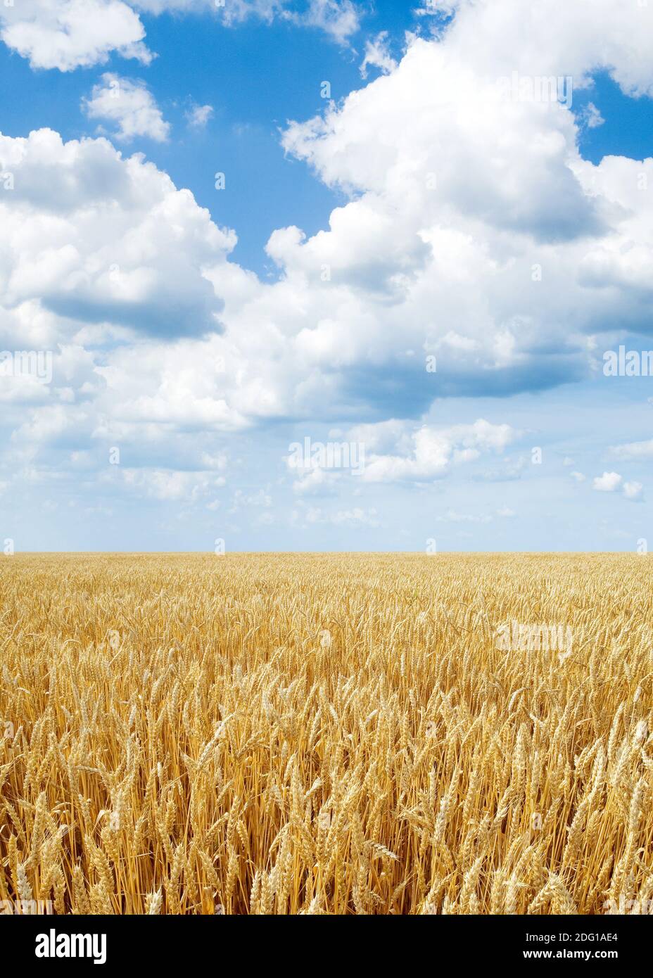 Ripe wheat field view hi-res stock photography and images - Alamy