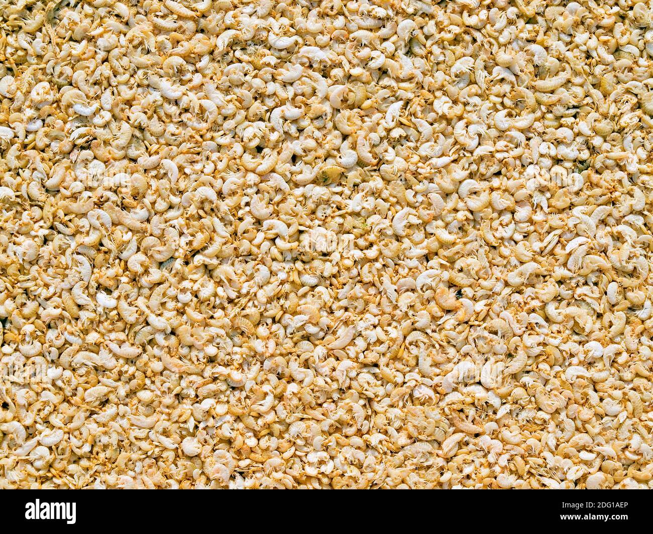 Krill closeup hi-res stock photography and images - Alamy