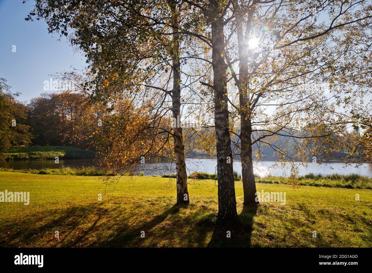 Beautiful autumn birch trees backlight hi-res stock photography and ...