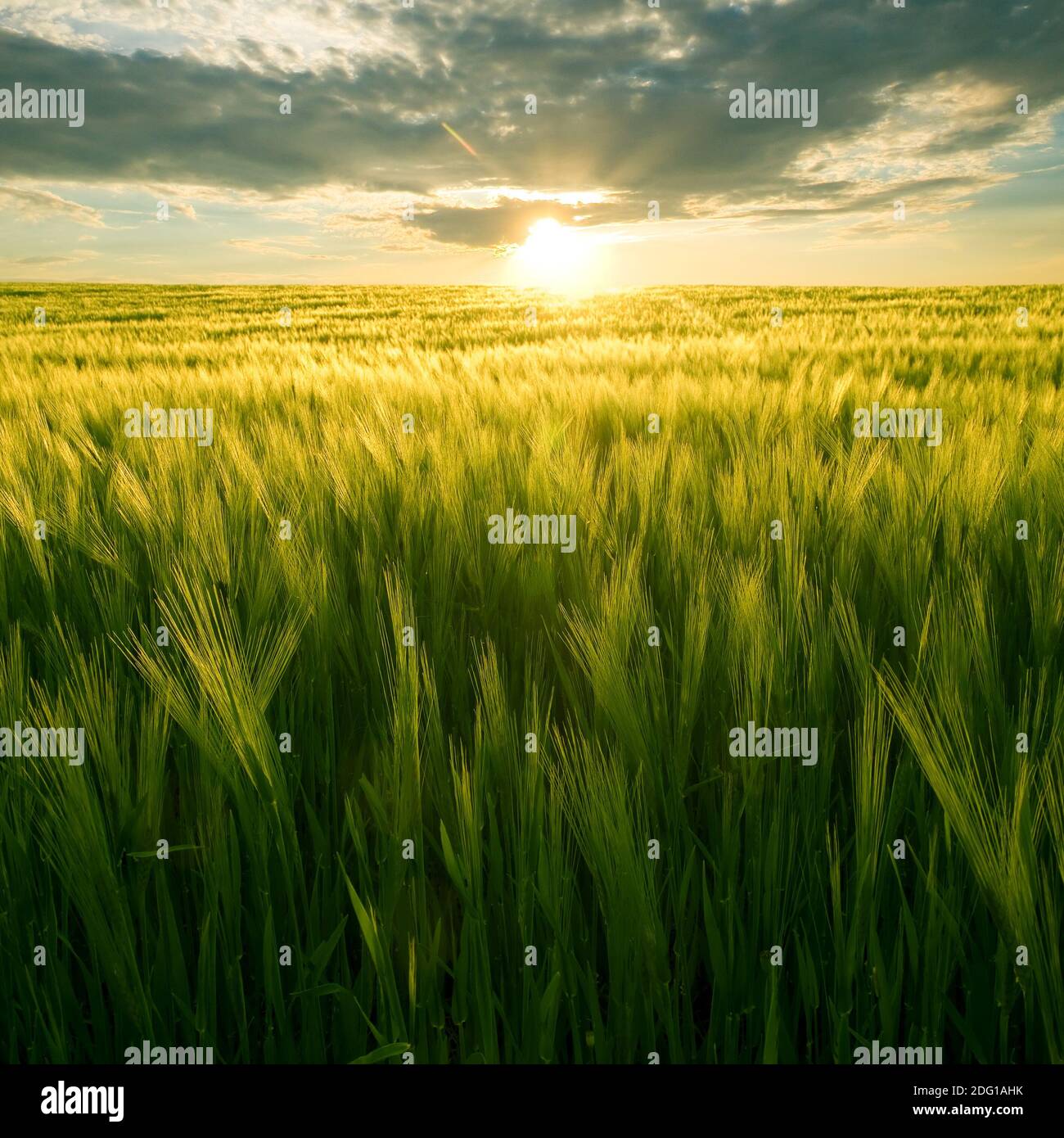 Field and sun Stock Photo - Alamy