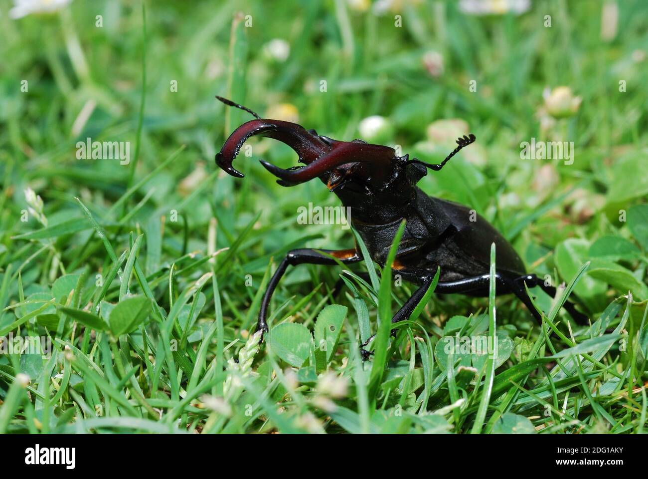 Stag beetle threatens with antlers in high grass Stock Photo - Alamy