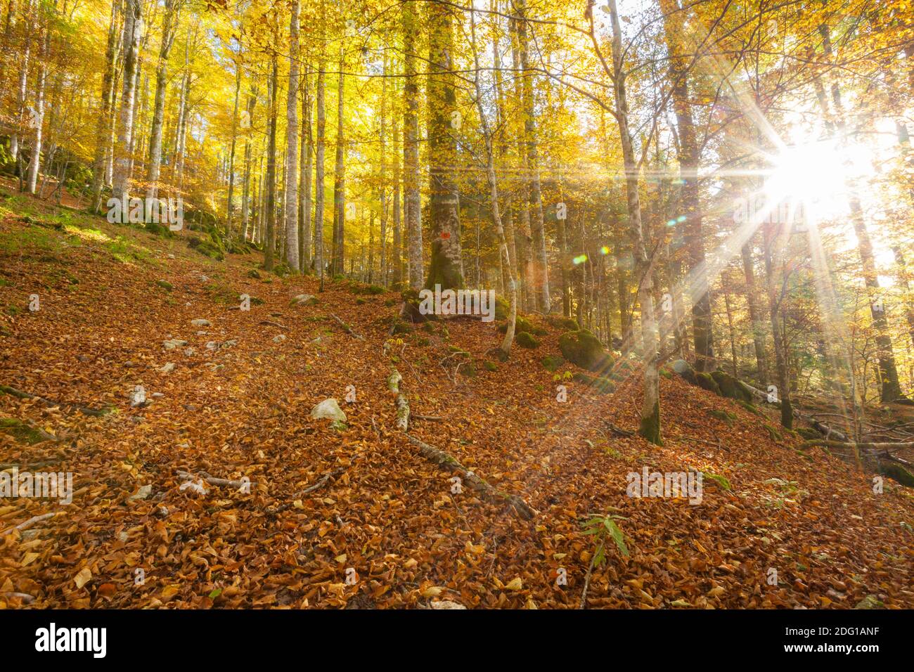 foliage inside an Italian forest at fall Stock Photo - Alamy