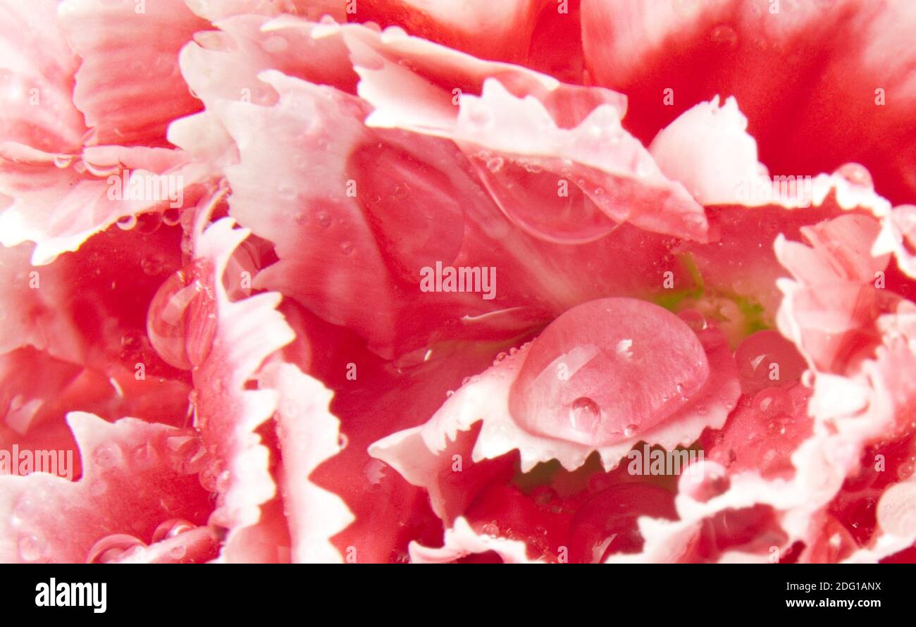 Cute pink clove Stock Photo - Alamy