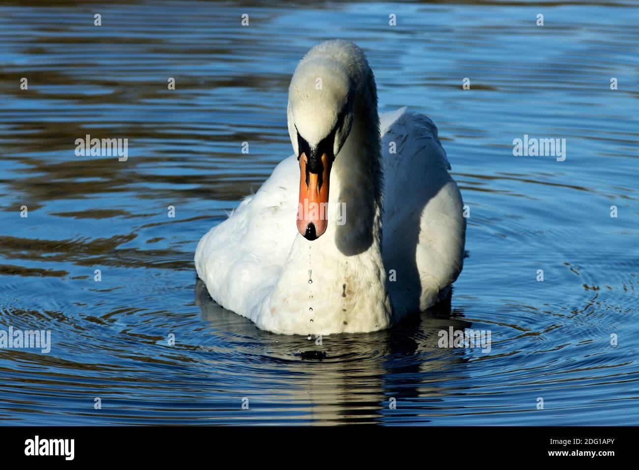 A male Mute Swan, or Cob, is one of the largest water-birds in the UK ...