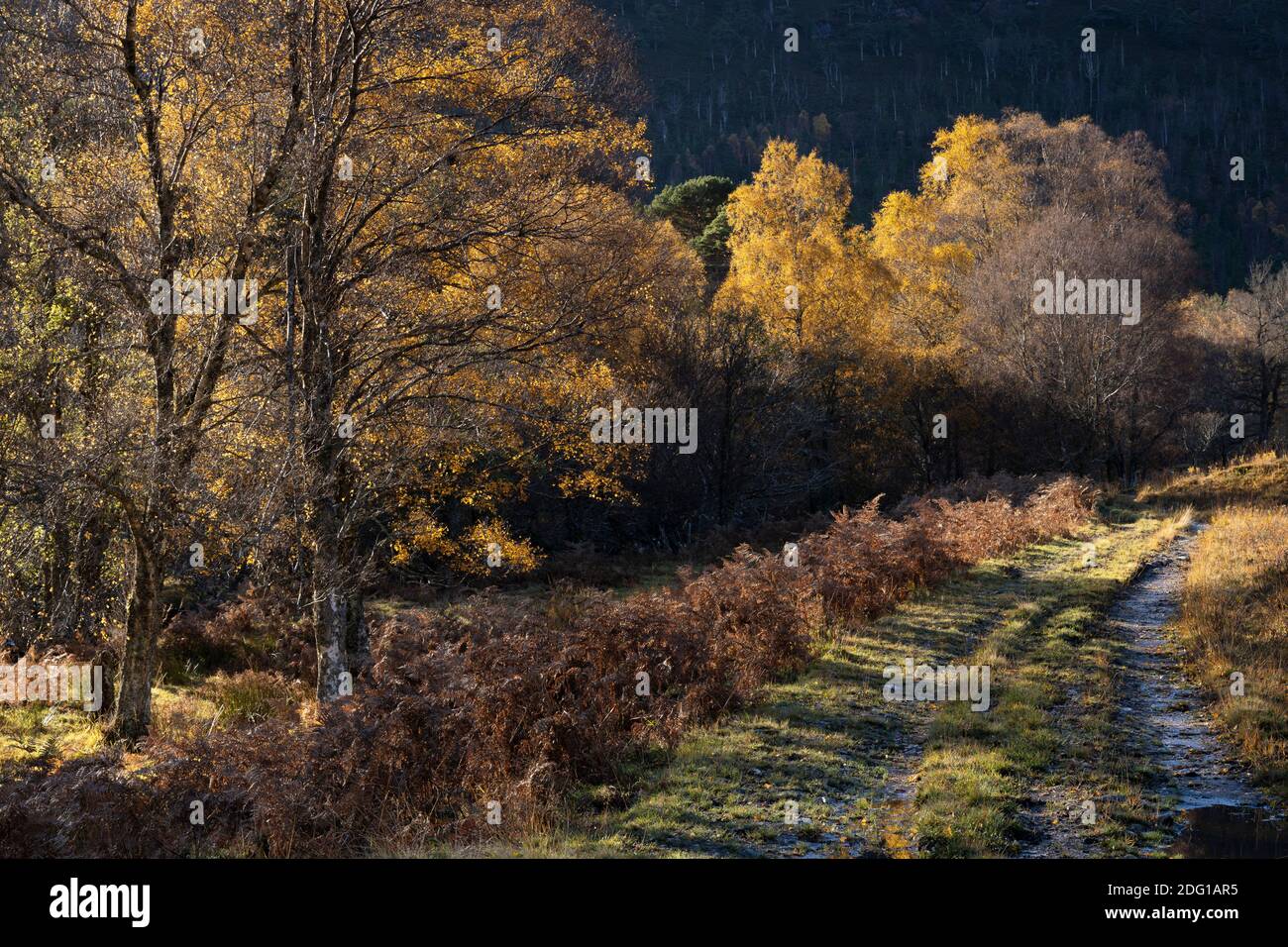 Muddy track hi-res stock photography and images - Alamy