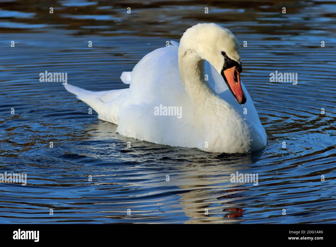 The Mute Swan is one of the largest British water-birds and is ...
