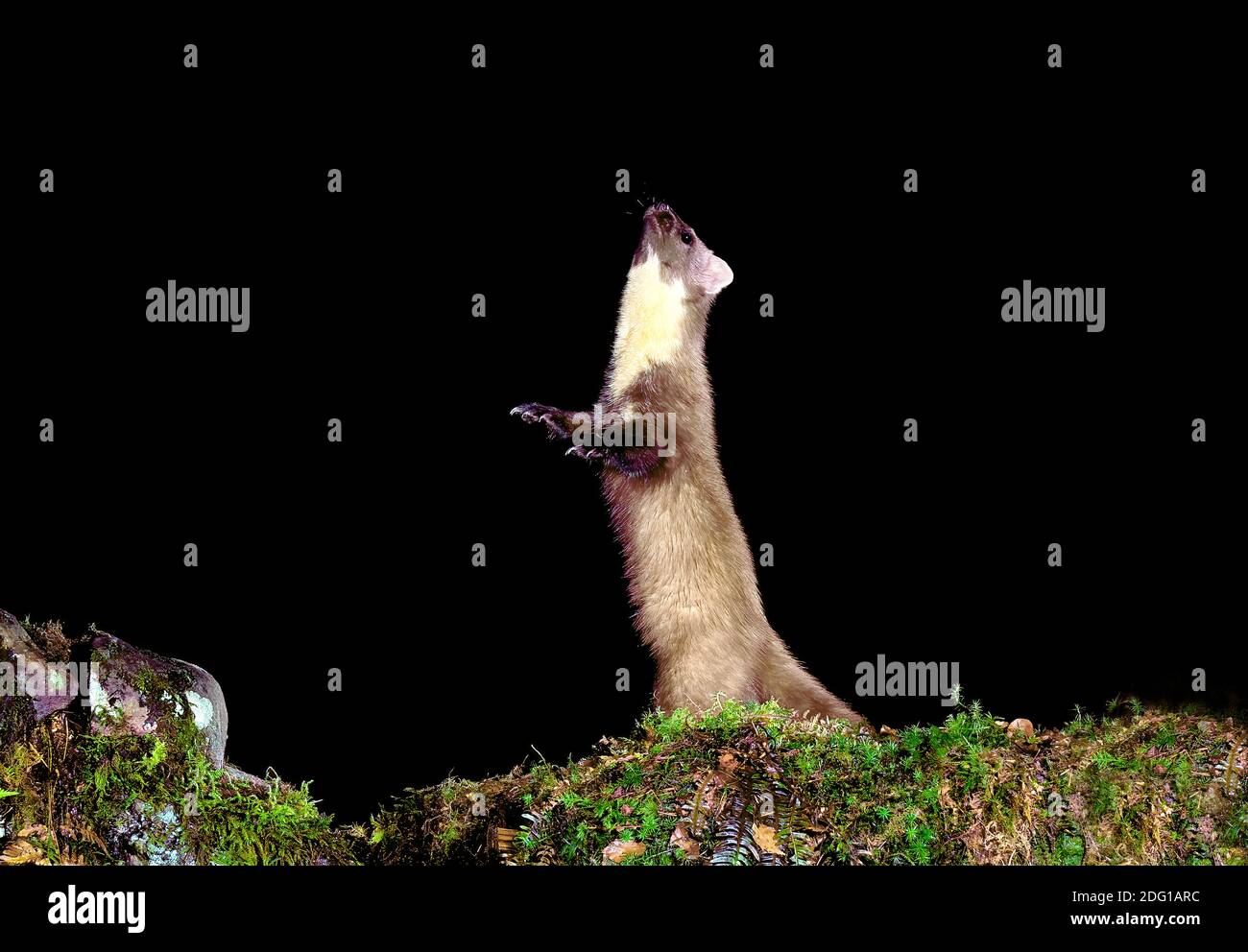 Jumping head on into the camera hi-res stock photography and images - Alamy