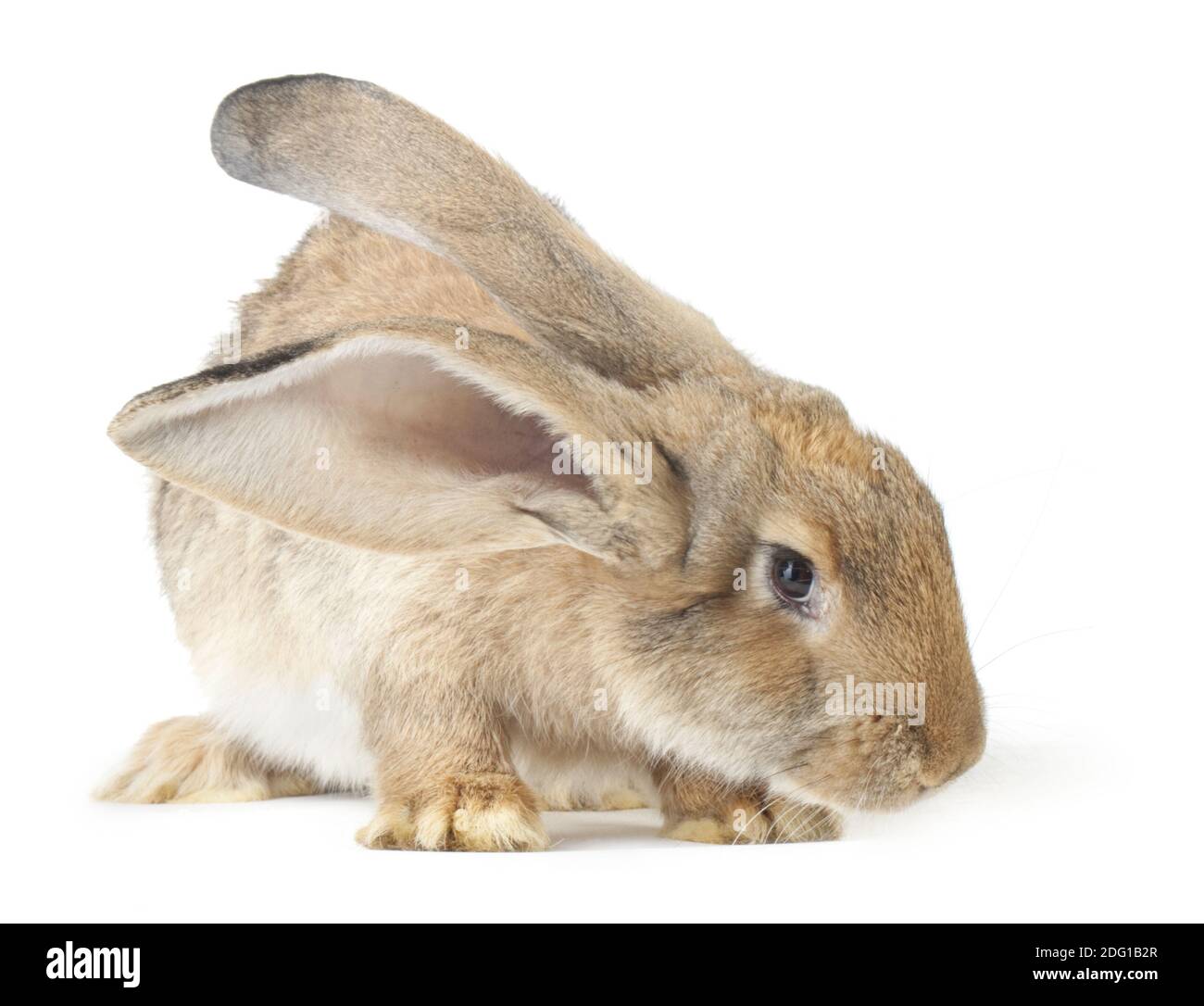 Giant rabbit Cut Out Stock Images & Pictures - Alamy