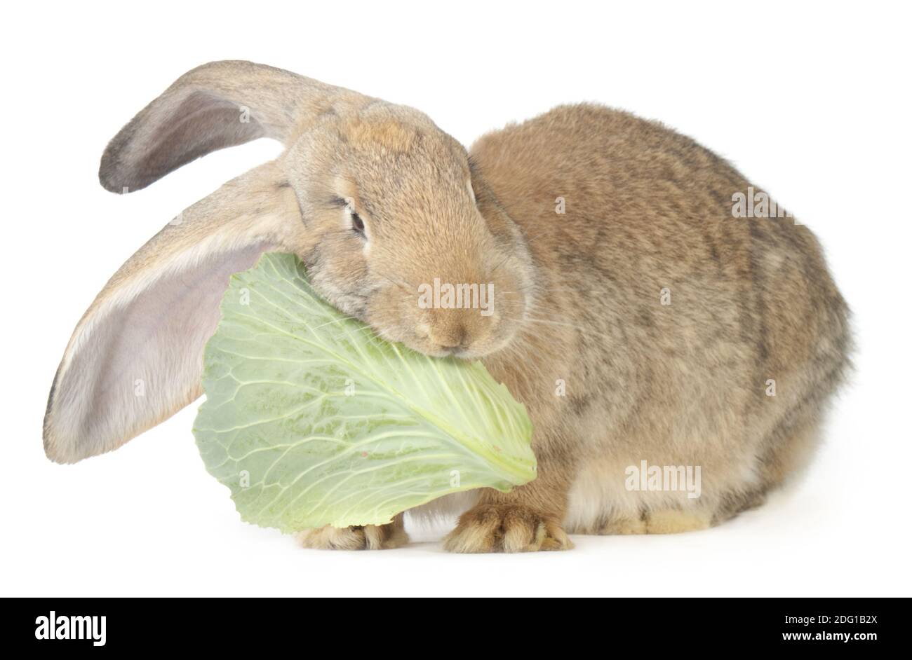 Big red rabbit Stock Photo - Alamy