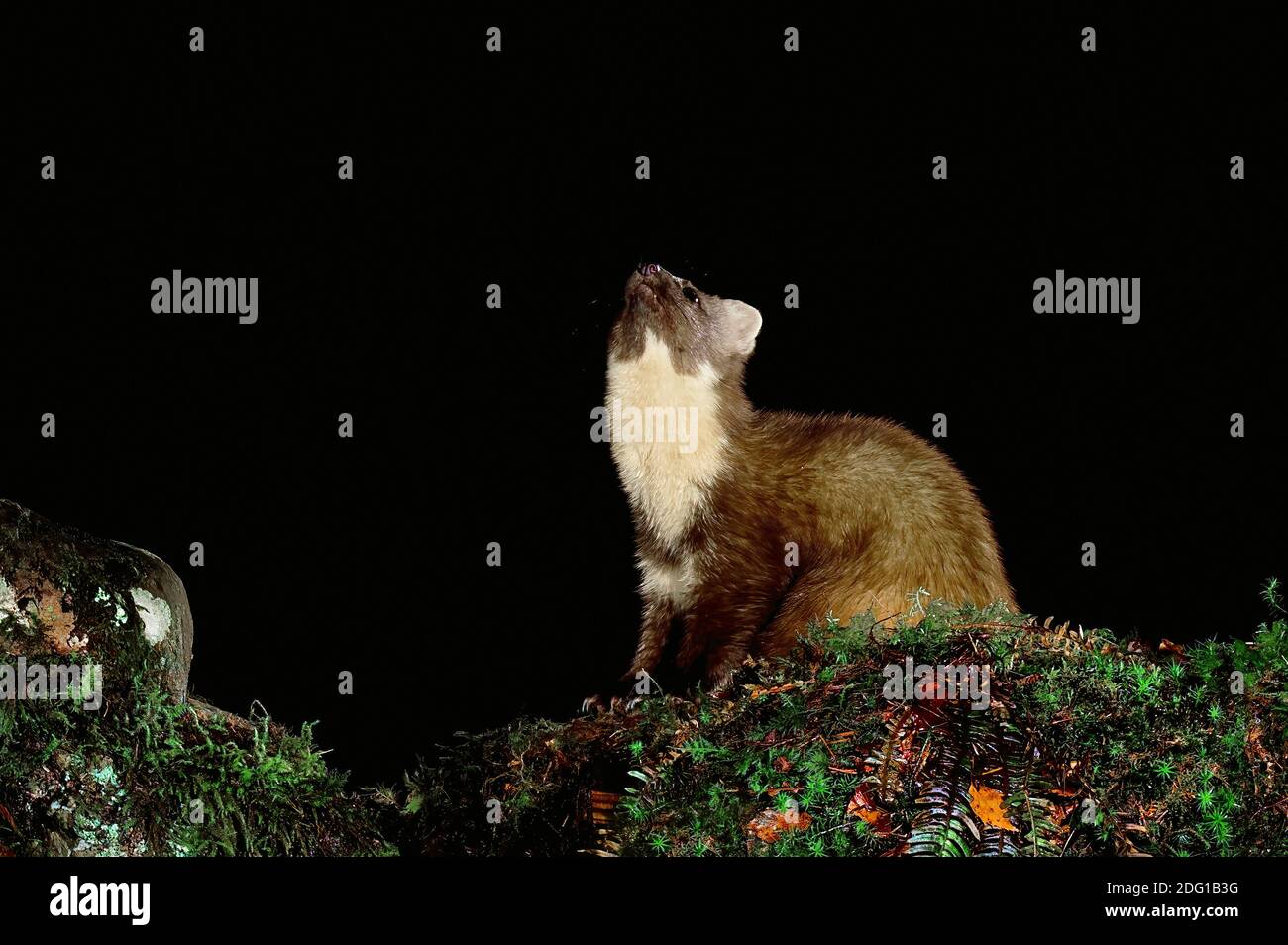 Pine Marten jumping head on towards the camera Stock Photo - Alamy