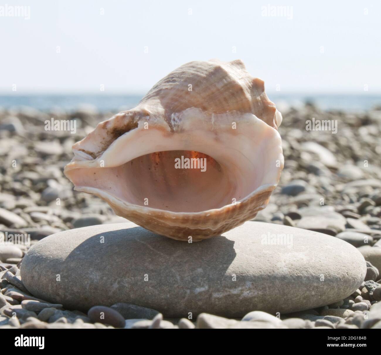 Shiny shell hi-res stock photography and images - Alamy