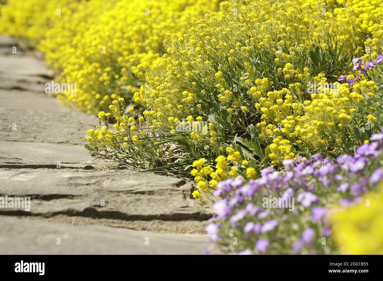 Saxatile hi-res stock photography and images - Alamy