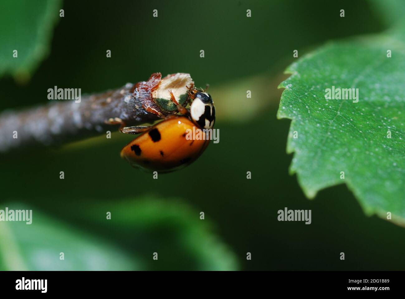 Beetle in black studio hi-res stock photography and images - Alamy