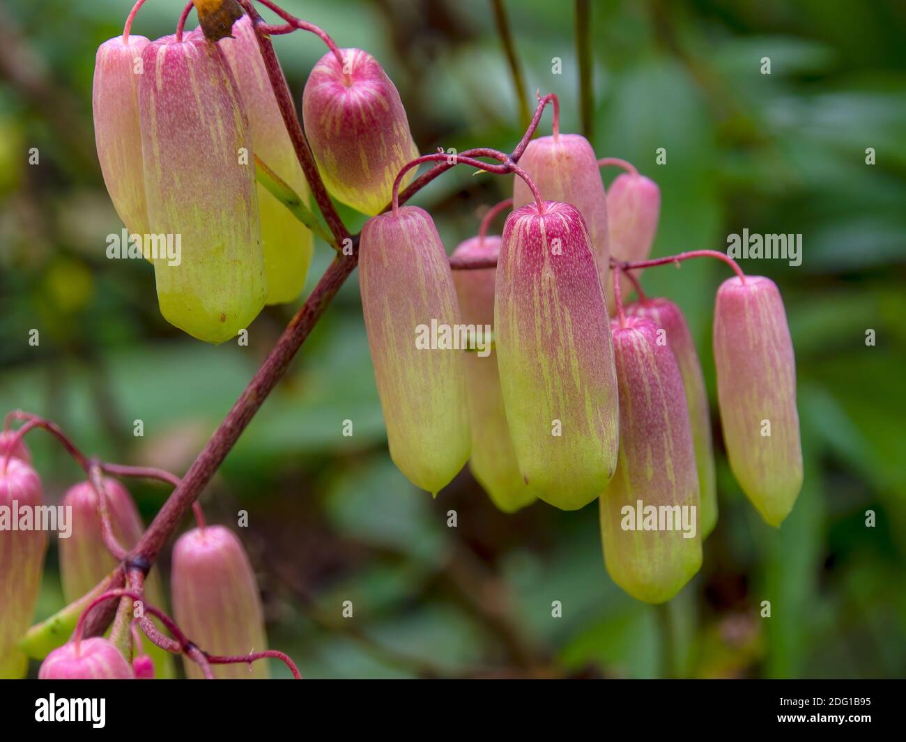 Macro photography of a bouquet of cathedral bells flowers, taken at a ...