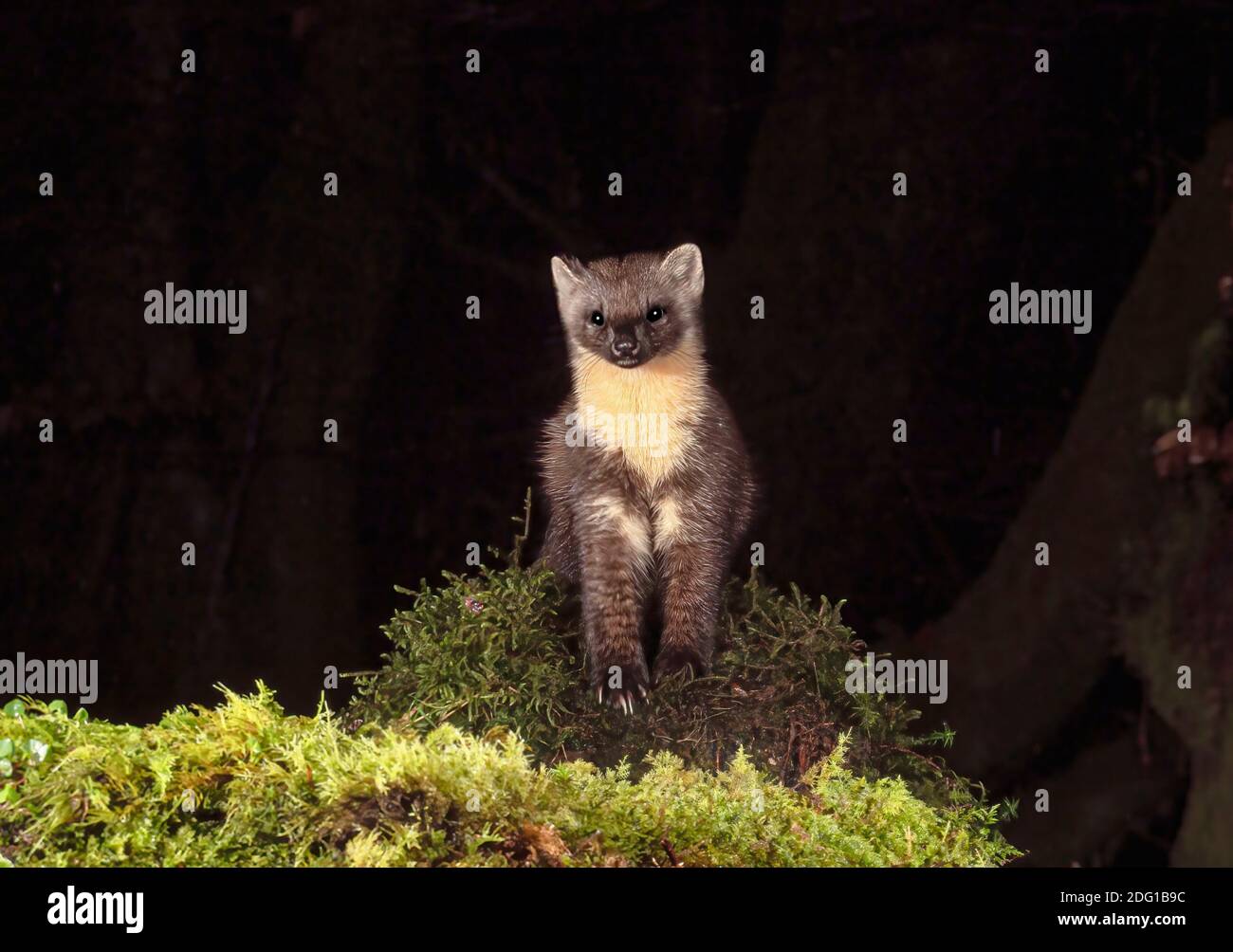 Pine Marten jumping head on towards the camera Stock Photo - Alamy