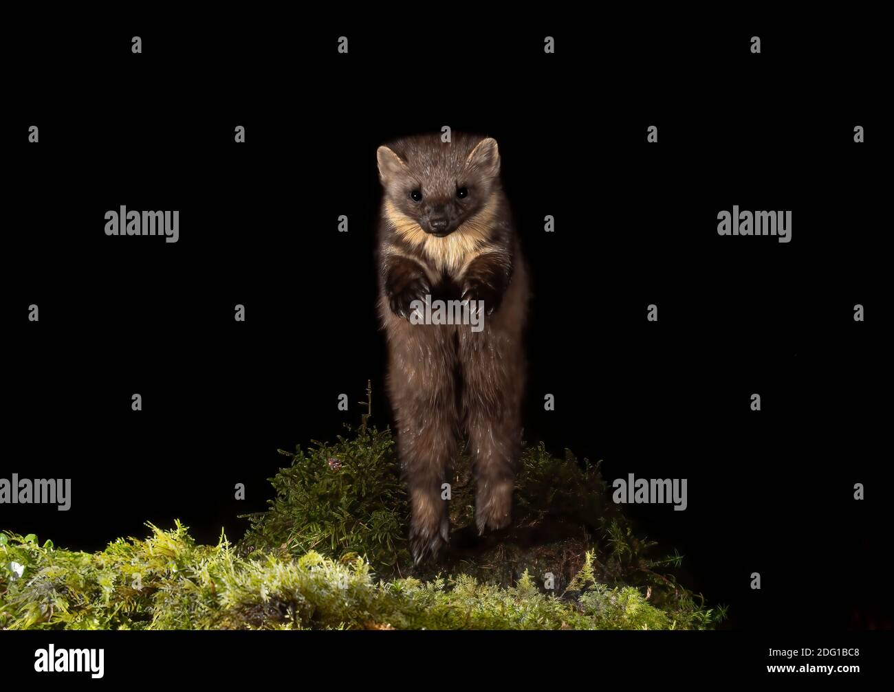 Pine Marten jumping head on towards the camera Stock Photo - Alamy