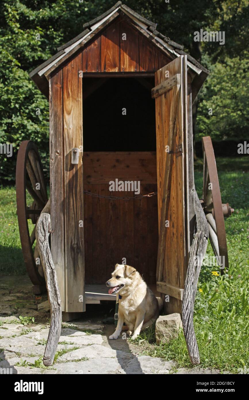Shepherd's cart with dog Stock Photo - Alamy