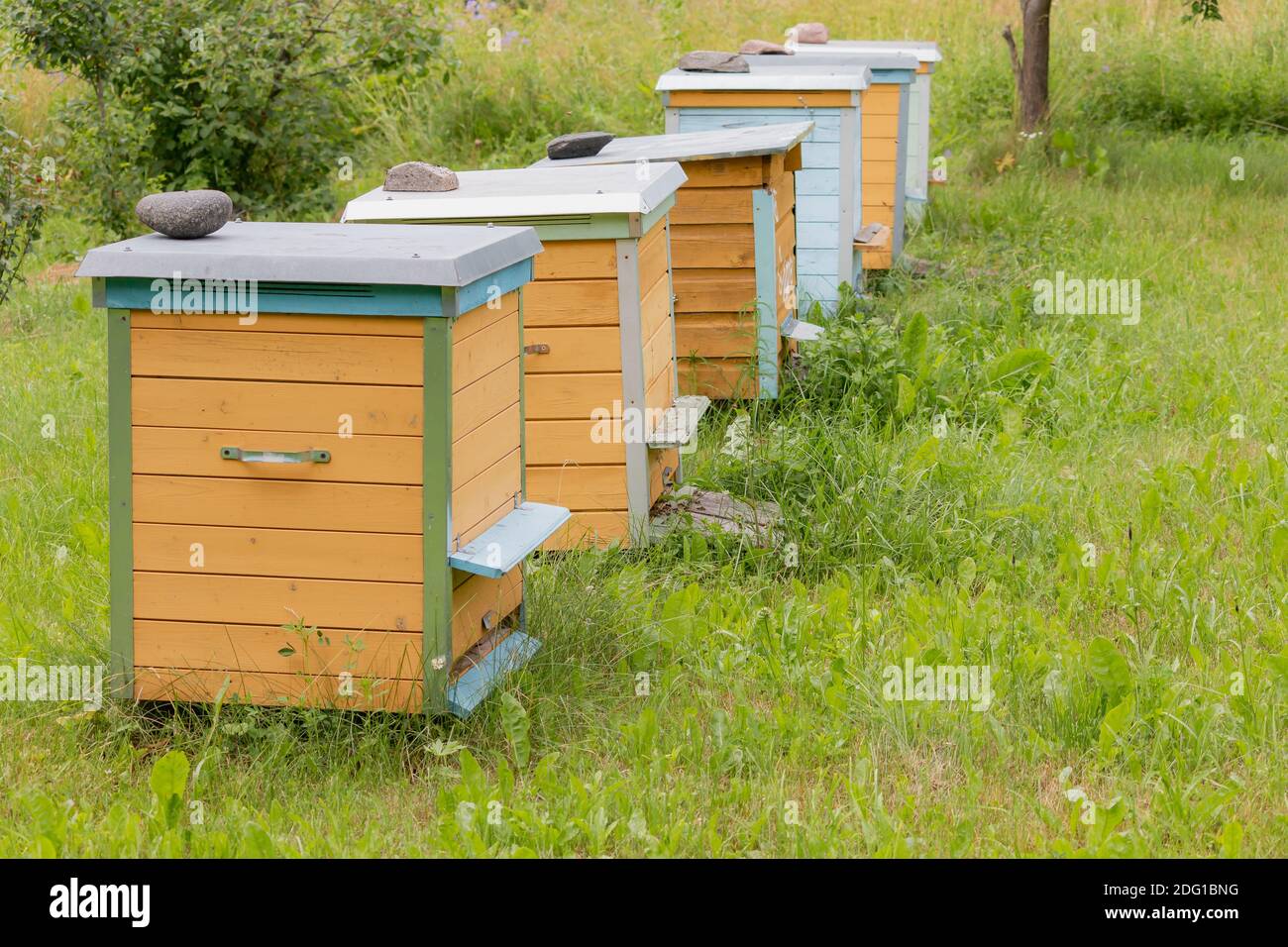 Honey bee hives in summer. Lithuania, Europe Stock Photo - Alamy