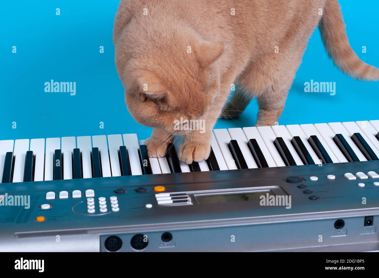 Cat playing piano hi-res stock photography and images - Alamy