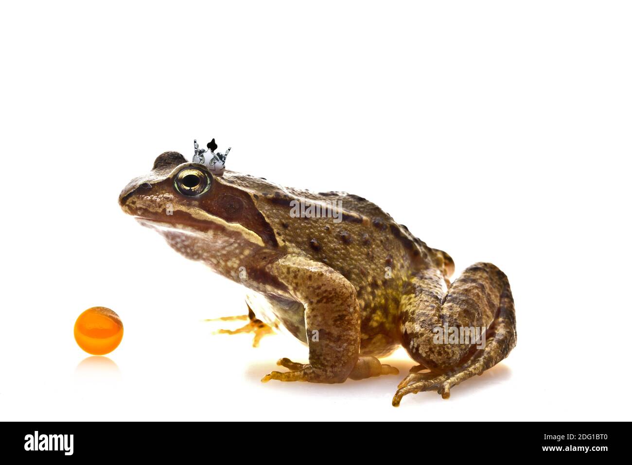 The king frog hi-res stock photography and images - Alamy