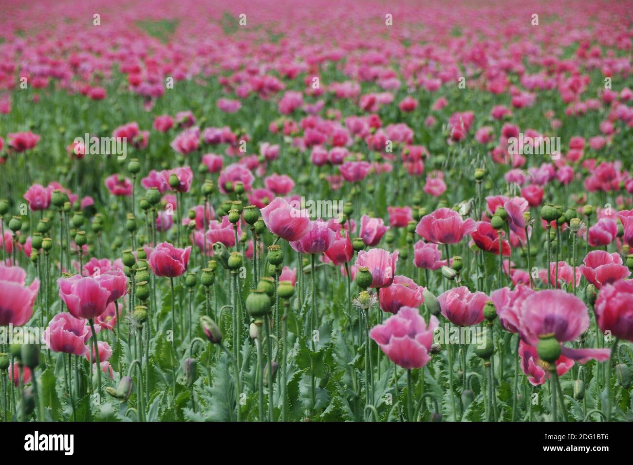 Many fresh pink poppies in one field Stock Photo - Alamy