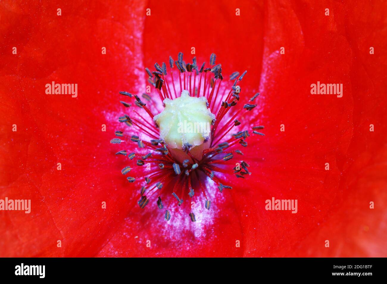 Red poppy flower stamp macro photo Stock Photo - Alamy